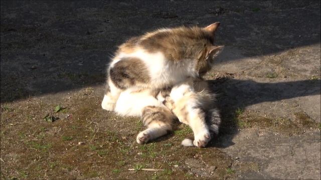 Матушка земля.