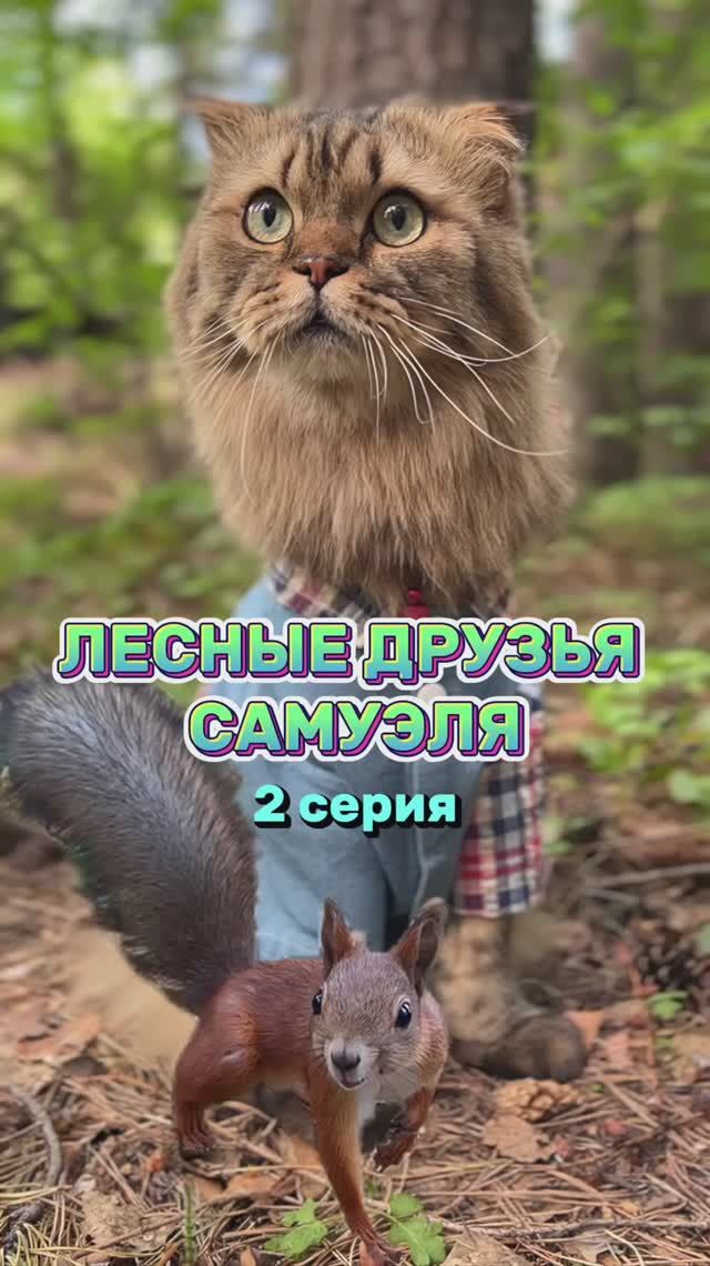 Как вы думаете, мы подружимся с белочкой?🐿️😸 #котик #белка #сериал #животные #shorts