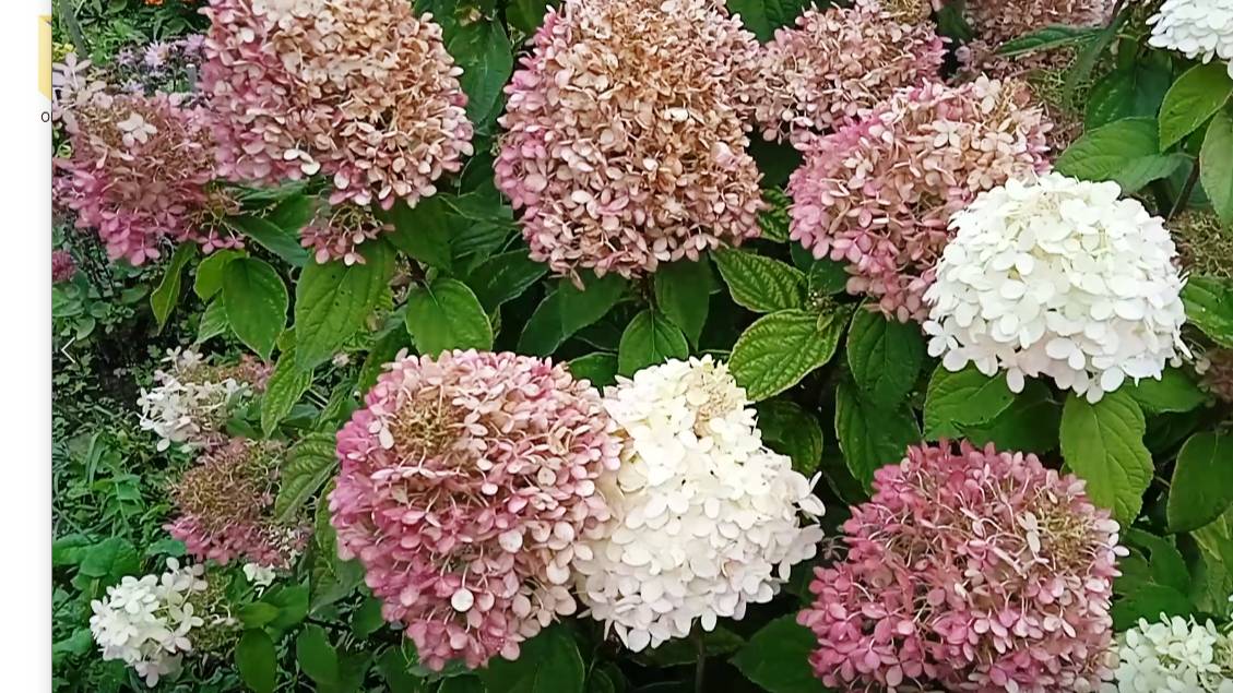 Чем подкислить почву для гортензии чтобы соцветия стали ярче и крупнее
