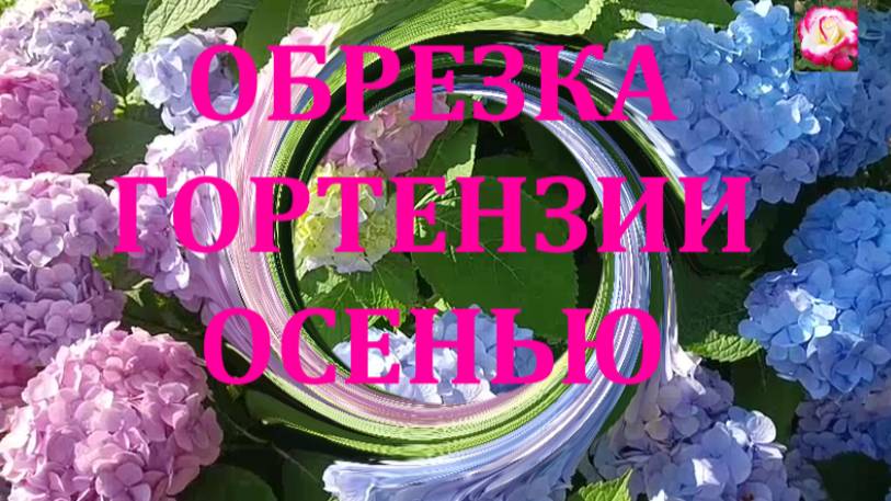 ОСЕННЯЯ ОБРЕЗКА КРУПНОЛИСТОВОЙ ГОРТЕНЗИИ