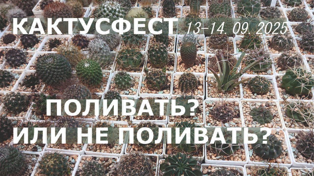КАКТУСФЕСТ 13.9.2025 ПОЛИВАТЬ? или НЕ ПОЛИВАТЬ?