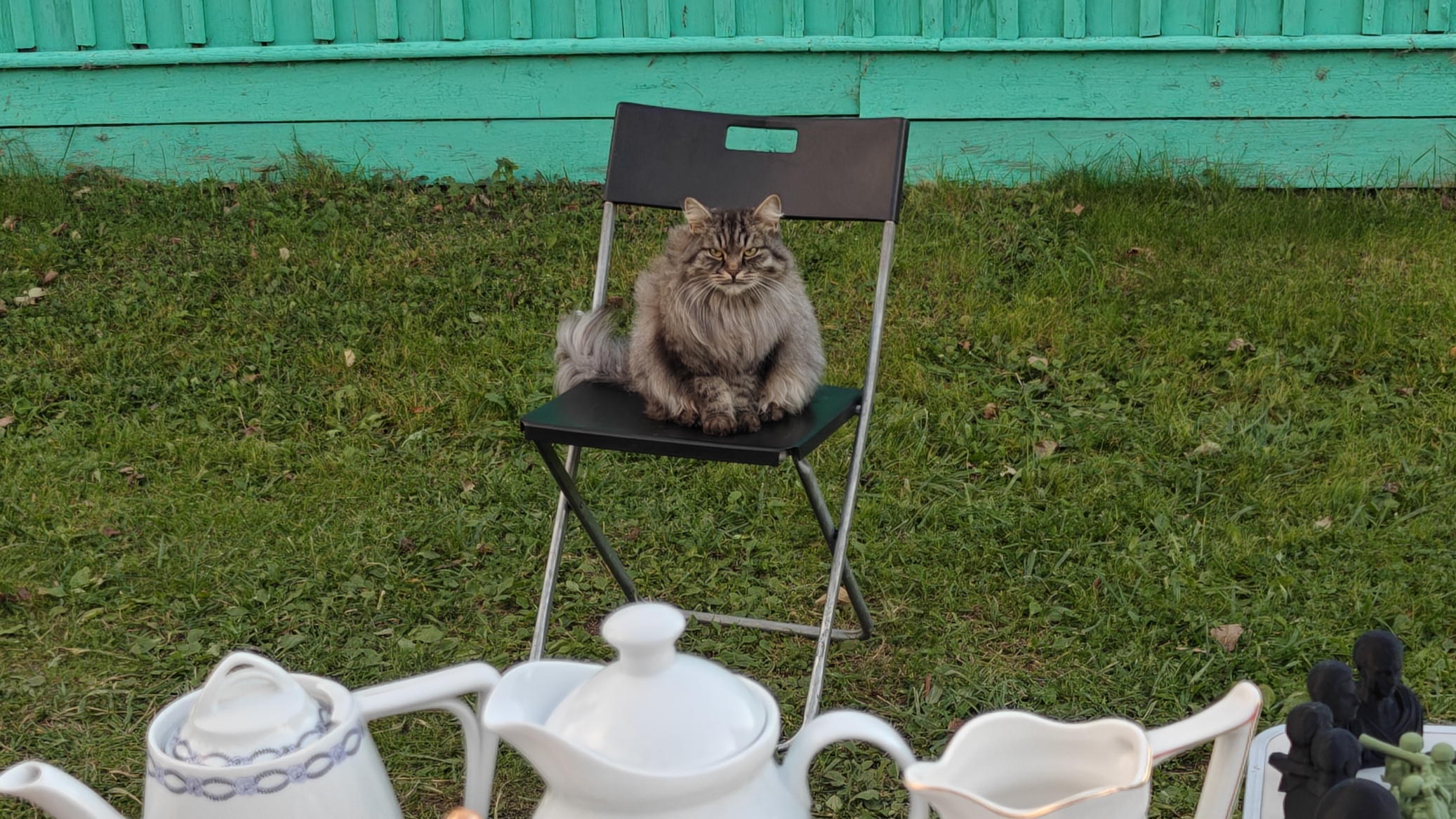 Забавные коты подмосковной Коломны! Смотреть со звуком. #лайфстайл #путешествия #коломна #коты
