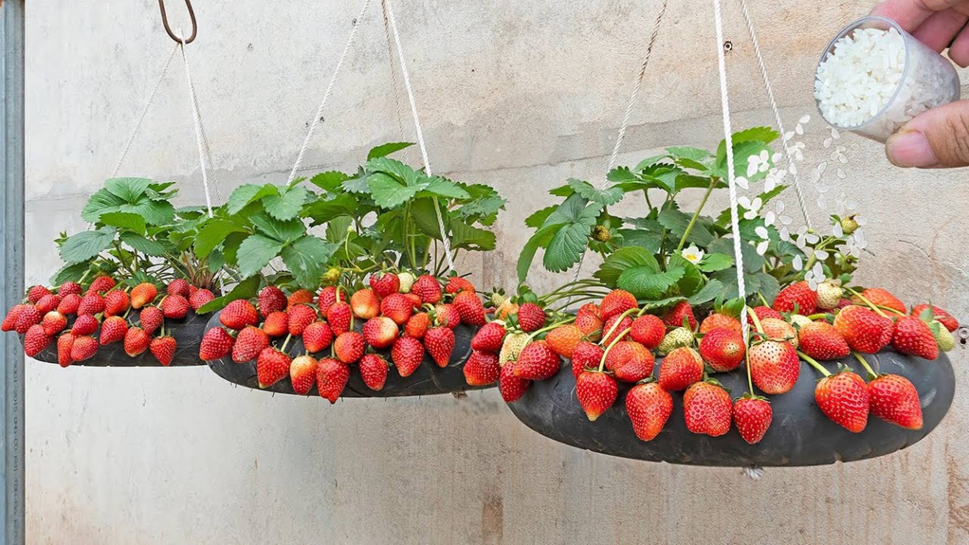 Больше не нужно покупать клубнику. Вот мой совет по выращиванию невероятно урожайной клубники