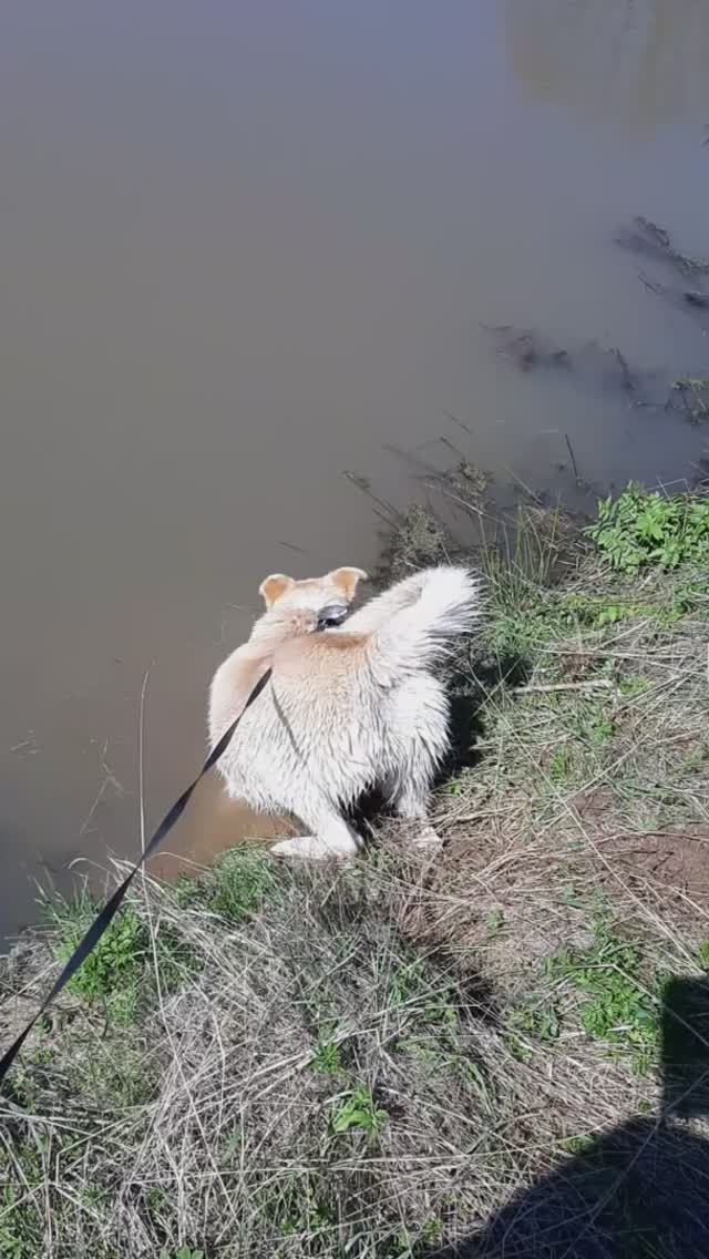 Ищет бобра.