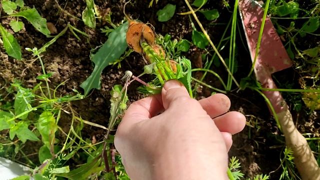 Запоздалый ВЛОГ Супер морковка Покупки в Светофоре