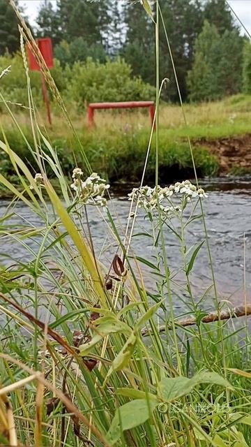 Посиделки у реки)