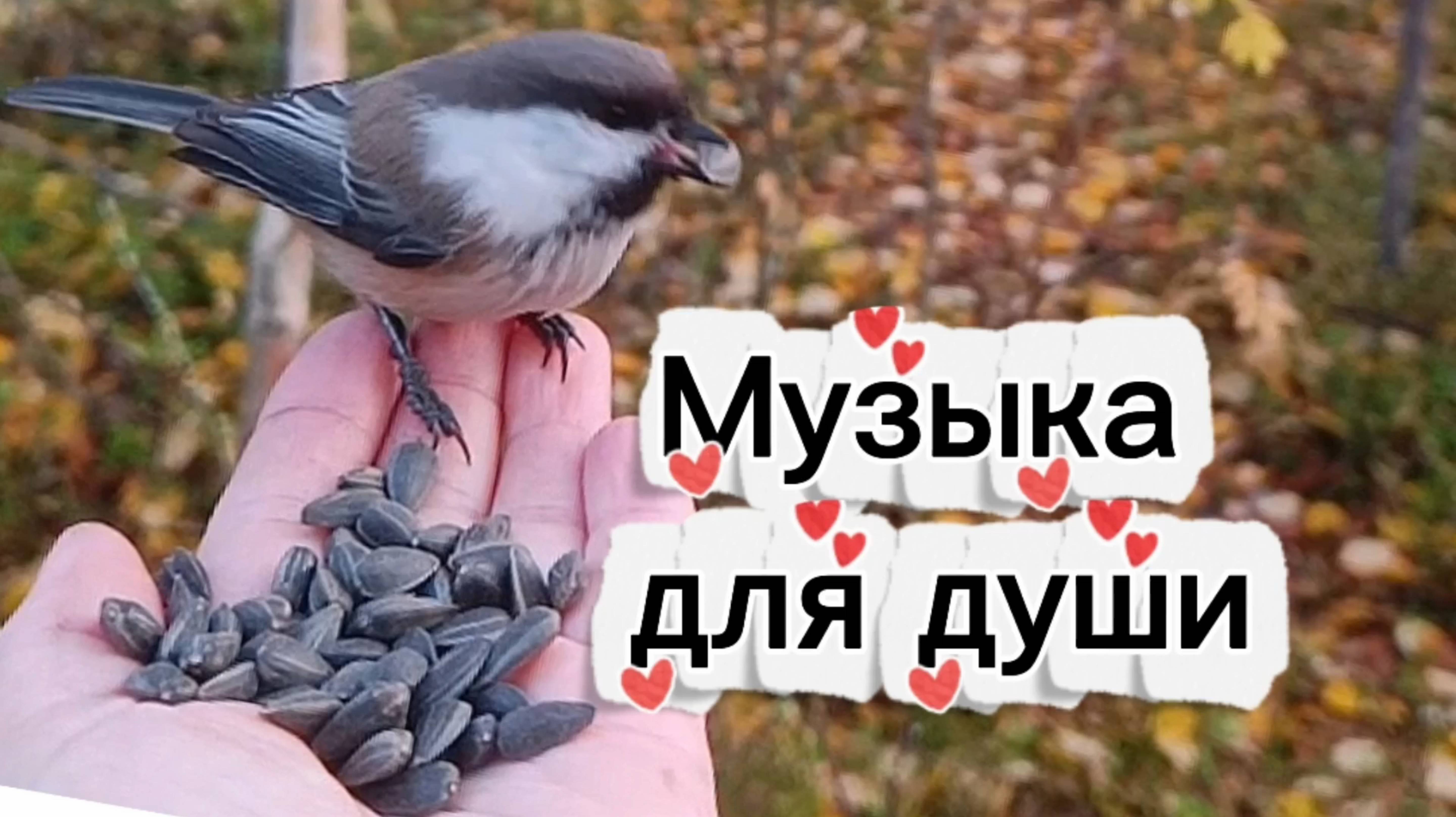 Красивая музыка для души.