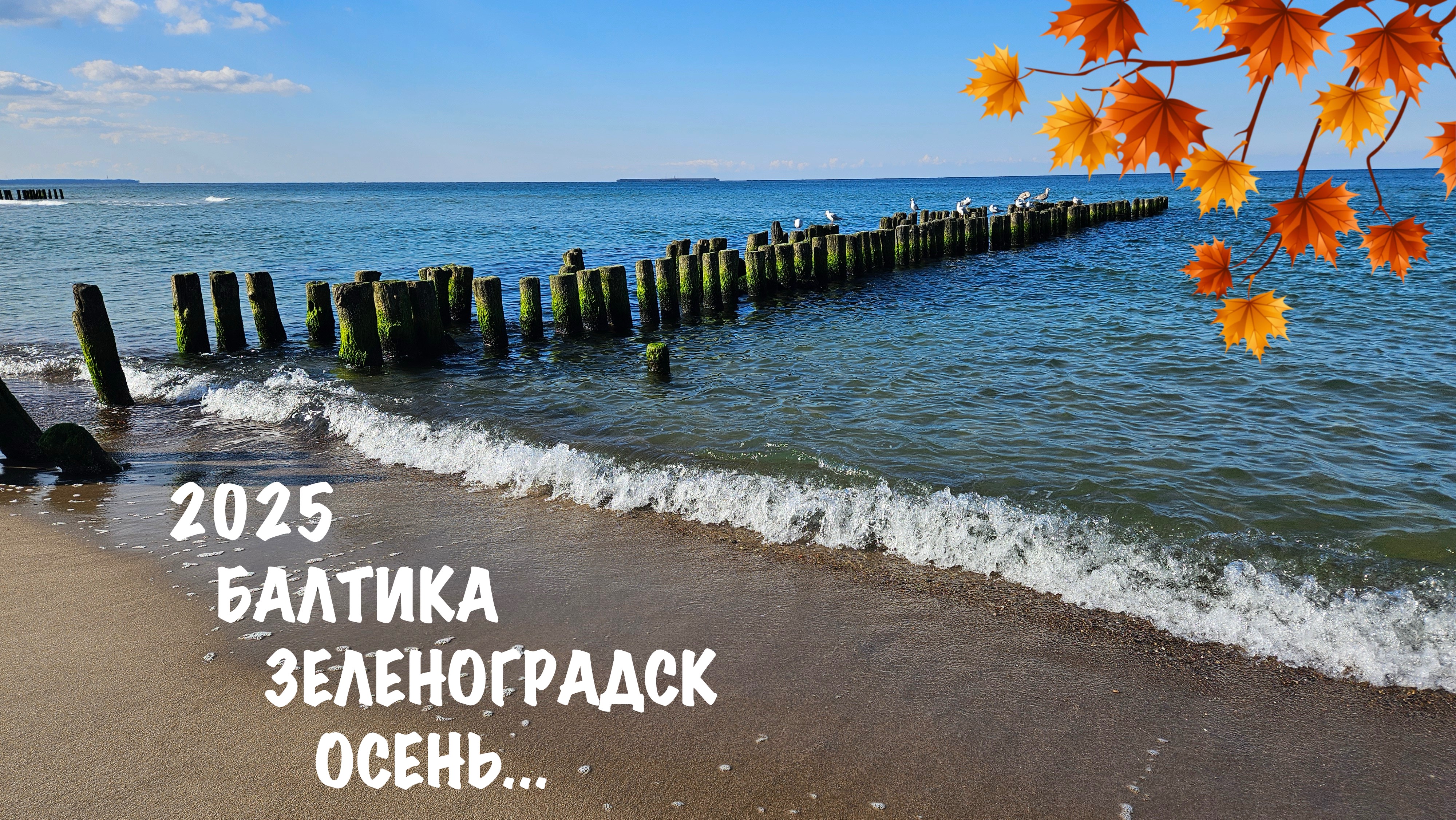 Балтика. Зелик, осень 2025