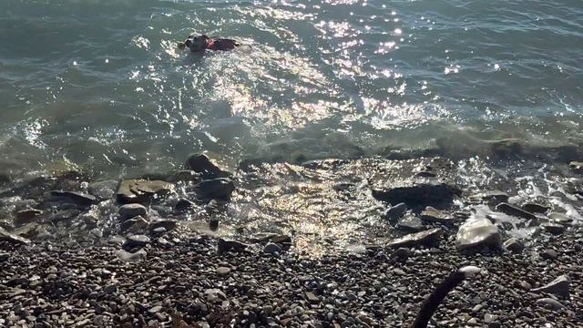 Амстаффы Ценный Приз, отпуск на море 2025