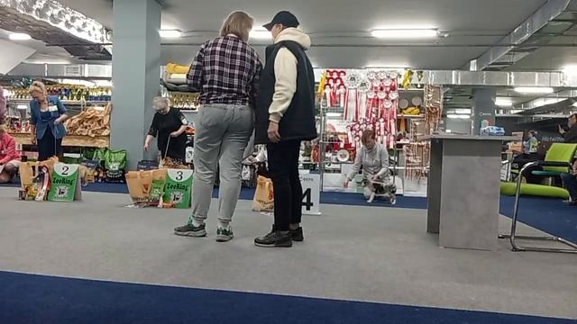 Национальная Выставка Шелти 12.04.2025 «Победитель 2025 года» судья Федотова С.Л.