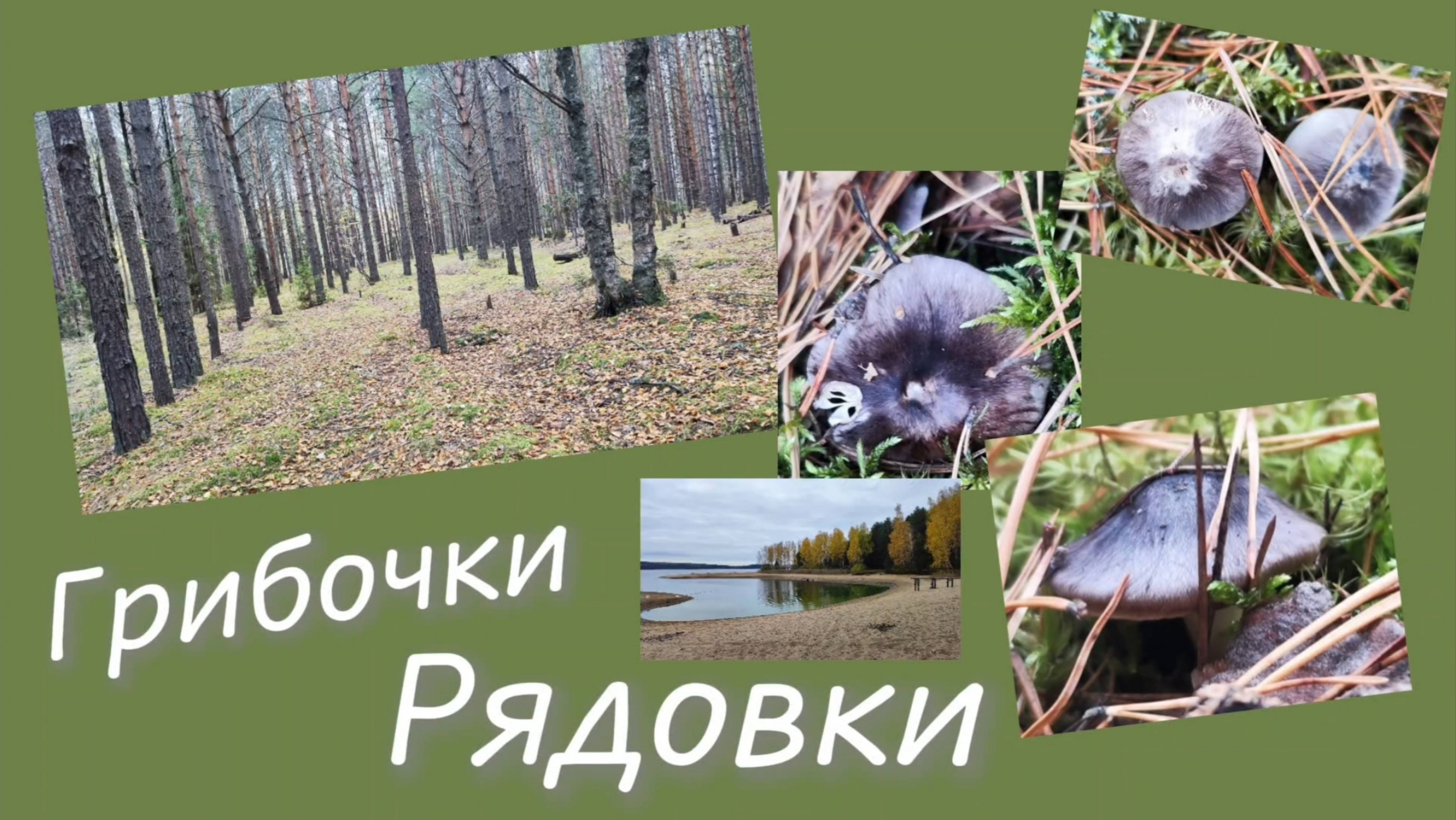 Грибочки Рядовки на Урале 5.10.2025 года
