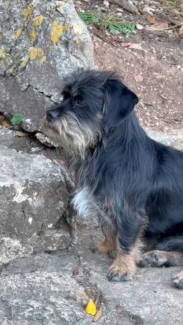 Пёс-сокровище!