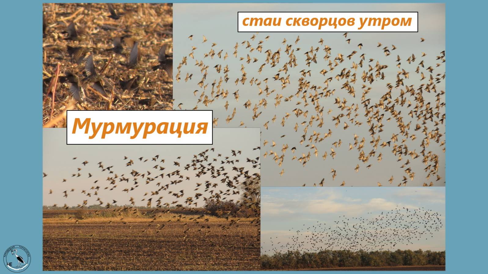 Скворцы на поле. Мурмурации скворцов. Тысячи как один - вот оно, единство. Начало октября 2025.