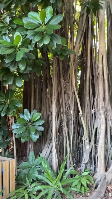 Дерево Баян 300 лет