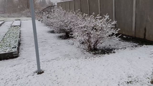 Первый снег 6.10.2025.