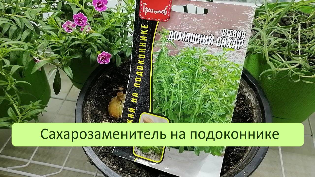 Стевия из семян в домашних условиях, посев