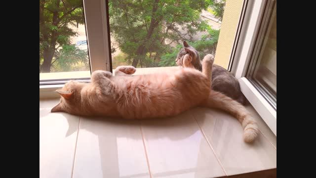 Сердце хочет милоты? Для того и есть коты!