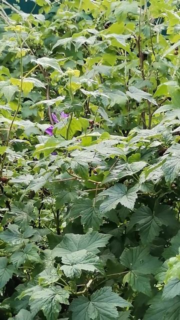 Урожай смородины ( вид из санкомнаты) - Васкелово  . Июль 2025 г