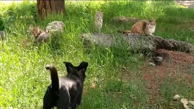 Отрывок из моей песни, Мир наш дом