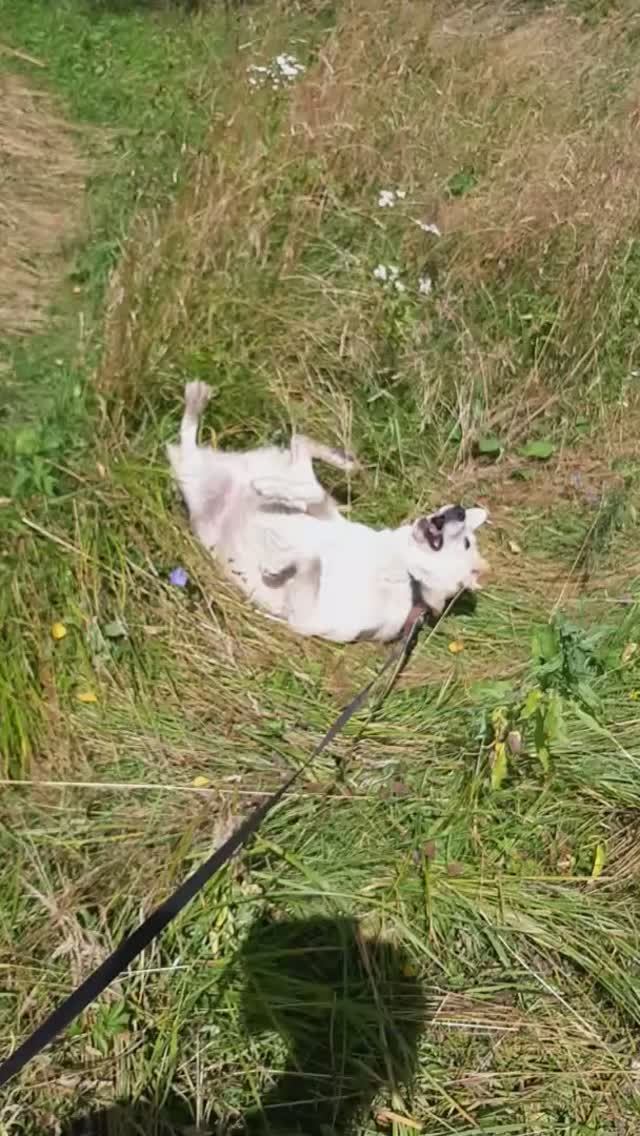 Беляш балдеет