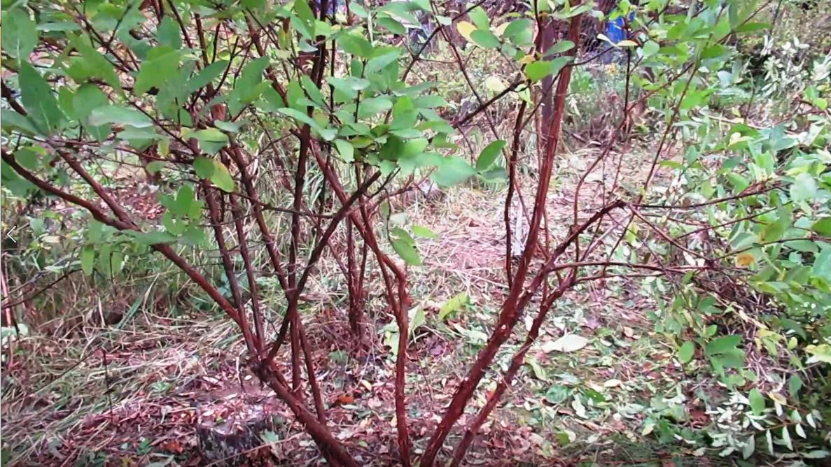 Почему осенняя обрезка так важна для жимолости