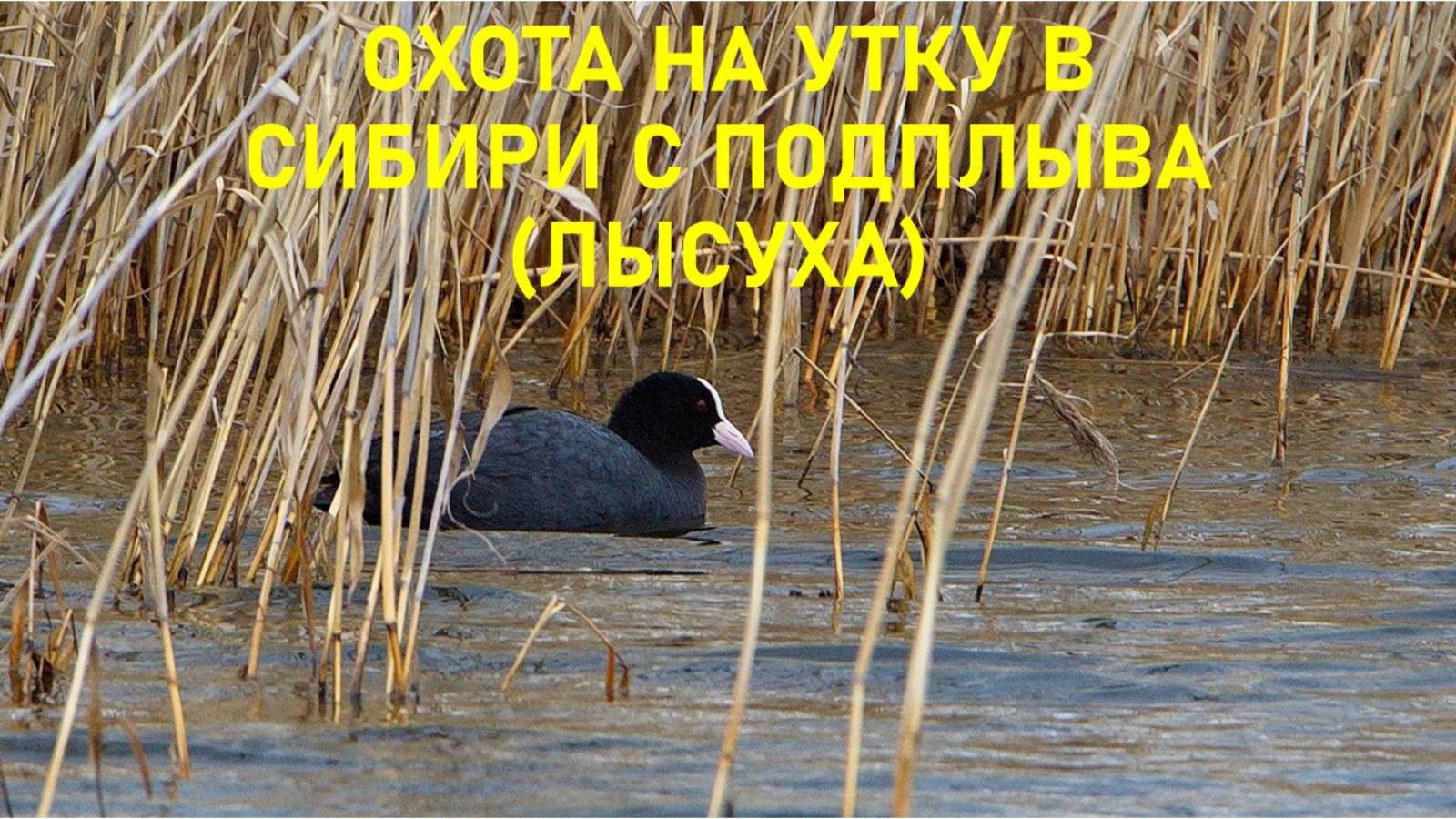 Охота на утку с подплыва в Сибири. Кряква ушла, осталась лысуха)