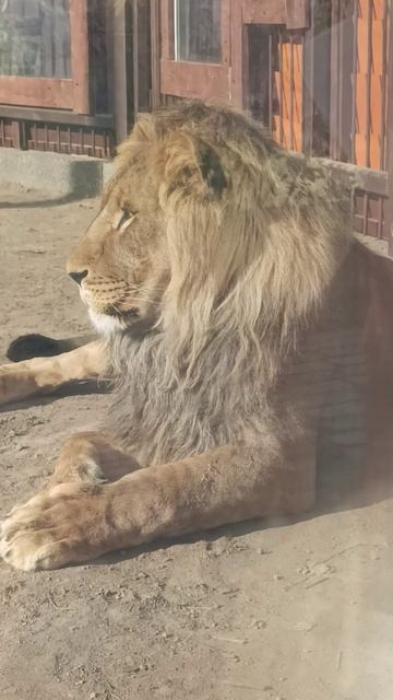 Льва Шерхана с новосельем!