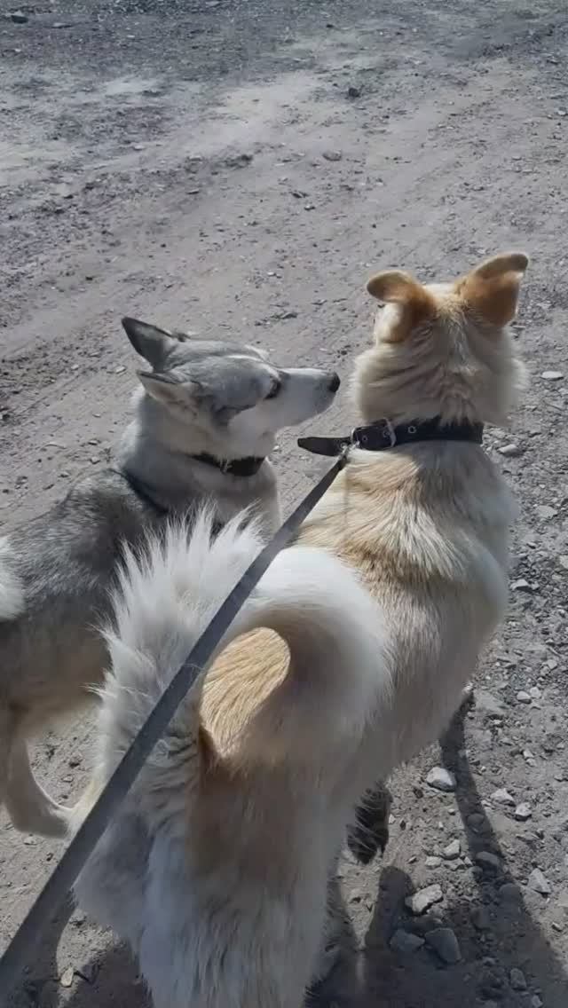 Встреча с местным псом.