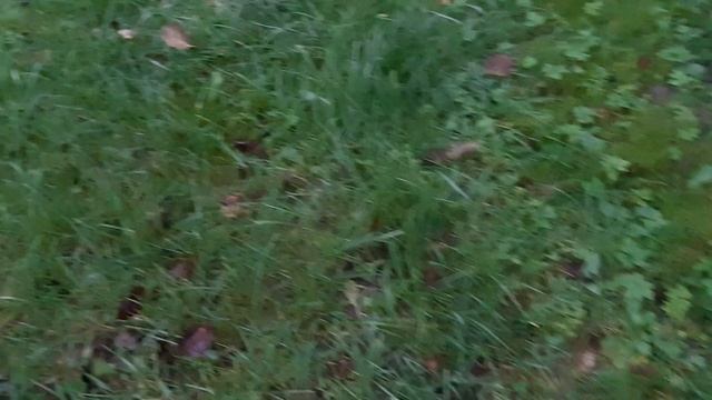 Нужно ли обрезать растения осенью