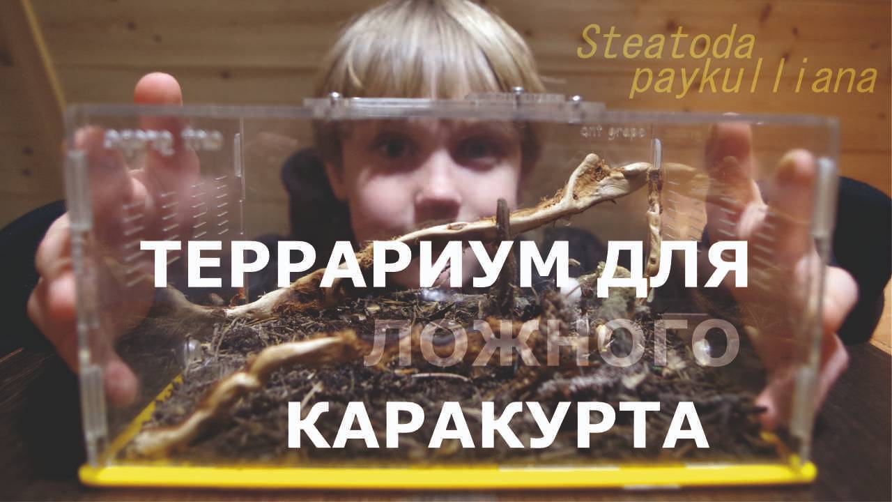 ТЕРРАРИУМ ДЛЯ ложного КАРАКУРТА