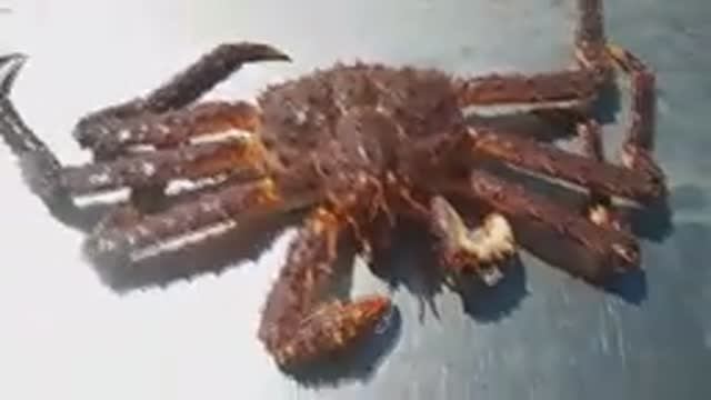 КРАБ КАМЧАТСКИЙ - ОГРОМНЫЙ