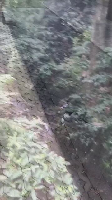 Бали/Парк обезьян (18)/Экскурсии на Бали