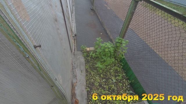 7 соток. Приехала на дачу проверить. Что и как на дачке?  Хроника 6 октября 2025 год