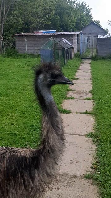 Местный страус