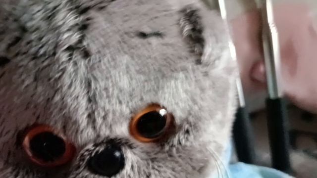 Утренний влог с Соней, Тимофеем и Лили.