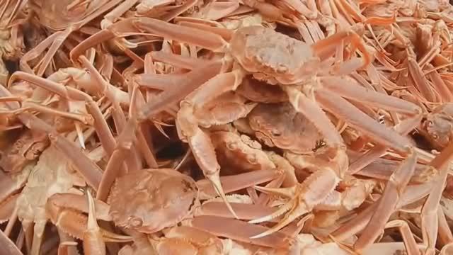 Промысел краба  ОТ и ДО