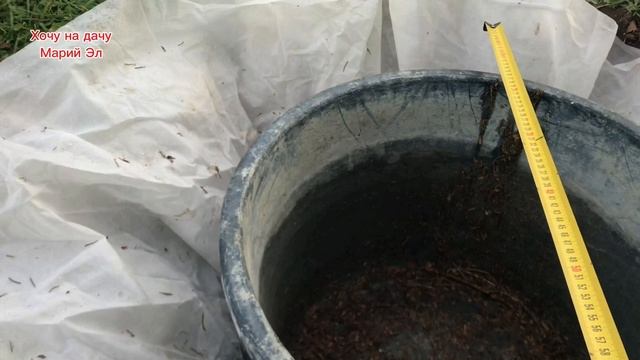 ПОСАДКА ГОЛУБИКИ  ОСЕНЬЮ  4.10.25 г.