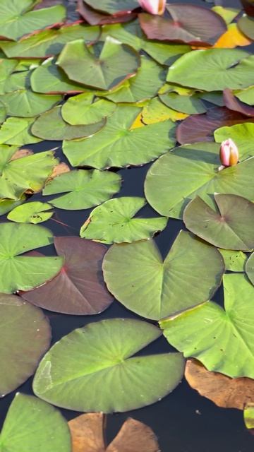 Красивые кувшинки на озере. Природная красота России – Валдай.