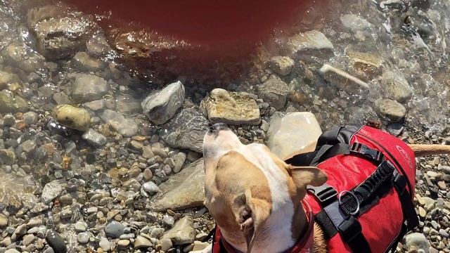 Амстаффы Ценный Приз. Отпуск на море- 2025