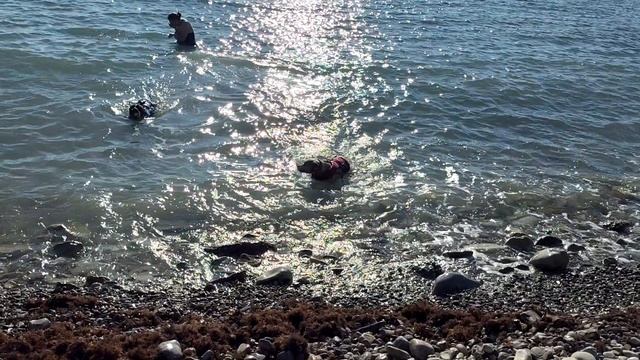 Амстаффы Ценный Приз. Отпуск на море- 2025