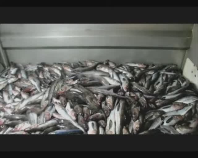 Как обрабатывают рыбу в море