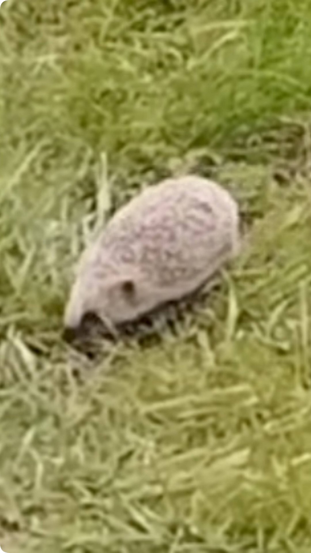 Кошки и Ёжик /// Кормим Ёжика