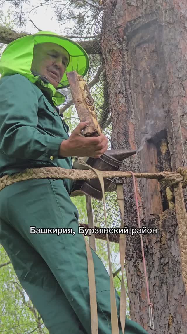 Мед методом Винни-пуха