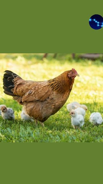 Почему утята за мамой гуськом, а цыплята гурьбой?