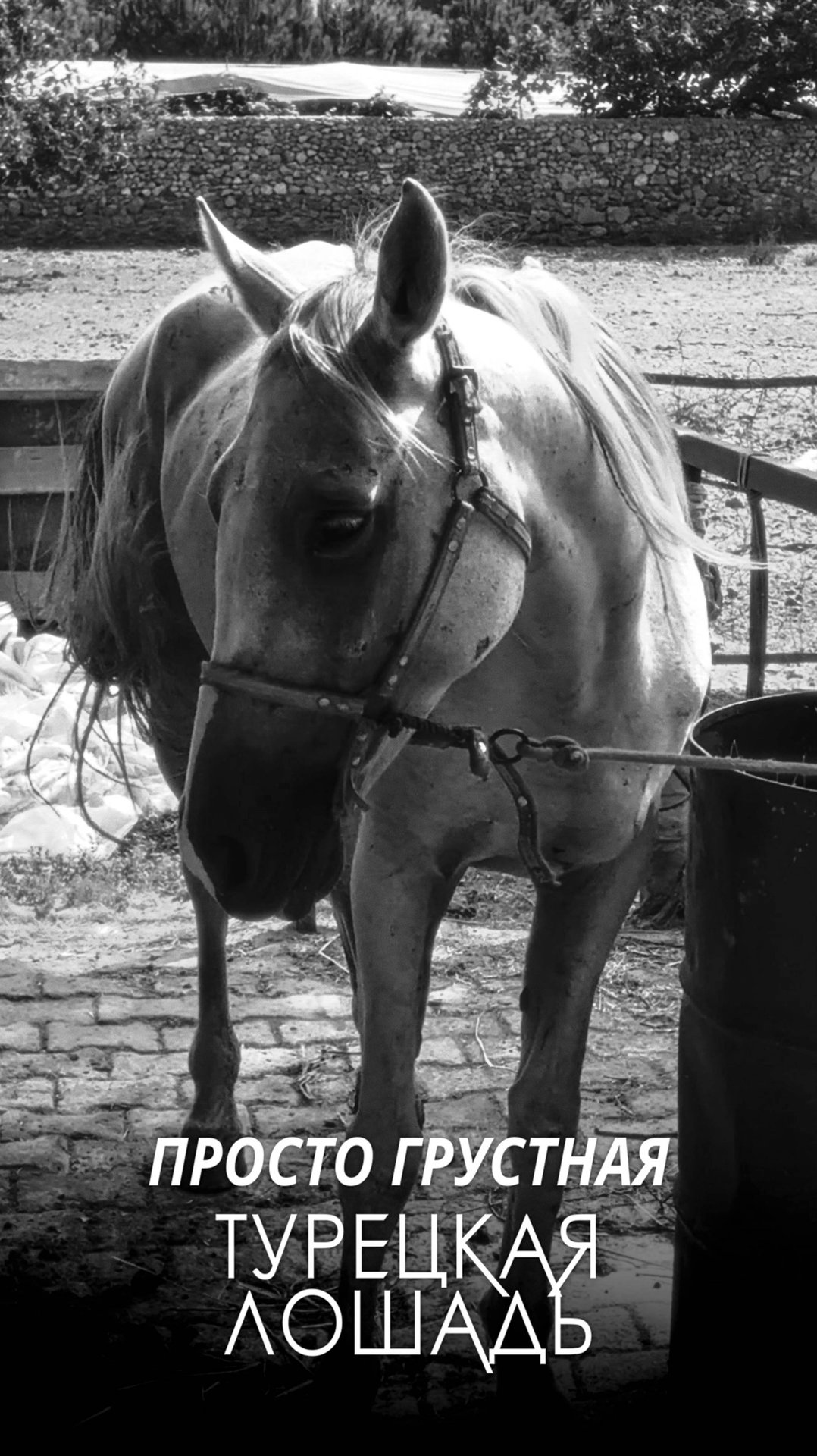 Просто грустная турецкая лошадь.