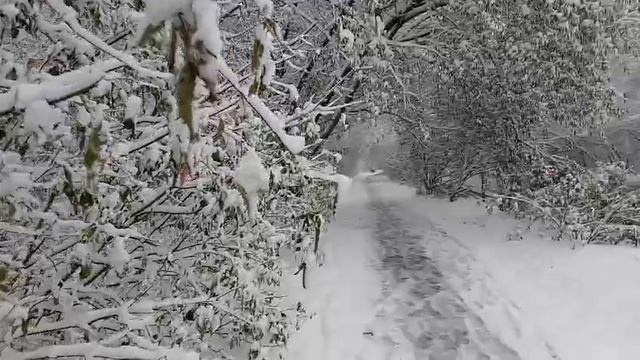 Снегопад в Новосибирске. Новосибирск сегодня. Снегопад. А снег идёт...