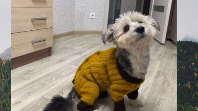 06-10-2025 КАК СВЯЗАТЬ КОМБИНЕЗОН ДЛЯ СОБАЧКИ ЭКСПРЕСС МАСТЕР КЛАСС