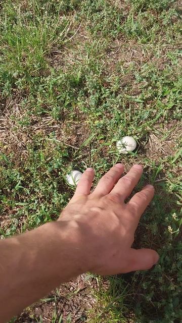 Вкуснейшие грибы головачи, как растут