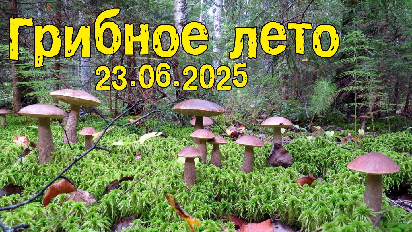 Грибное лето!!! 23.06.25