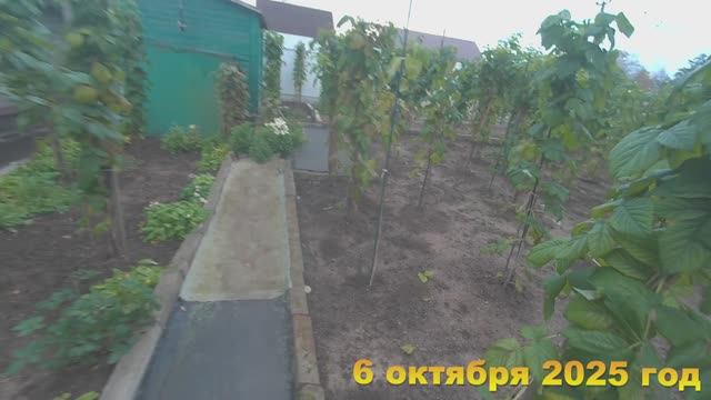 7 соток. Приехала на дачу проверить. Что и как на дачке?  Хроника 6 октября 2025 год